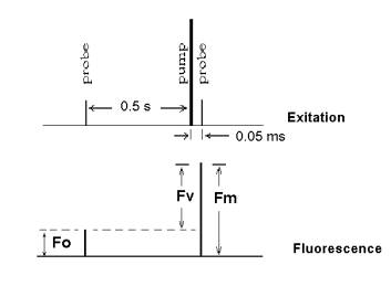 THE PRINCIPLES OF THE DOUBLE-FLASH FLUOROMETRY